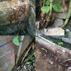 The Impact Of Japanese knotweed on Properties