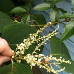 Advice on Japanese knotweed Identification | TP knotweed Solutions