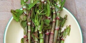 Is Japanese Knotweed Edible For Humans And Animals?